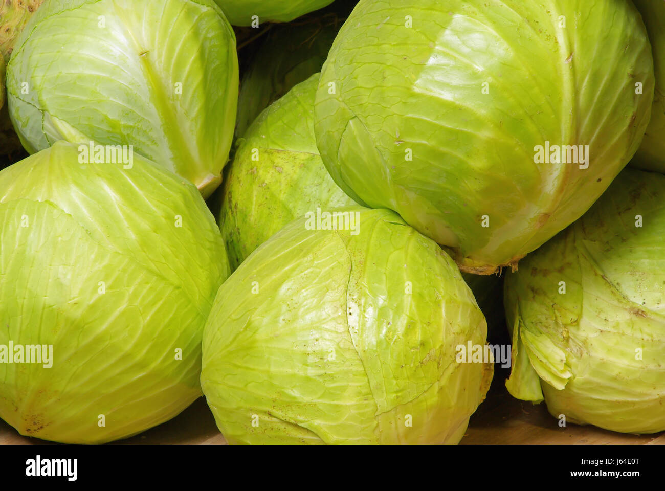cabbage - white cabbage 01 Stock Photo - Alamy