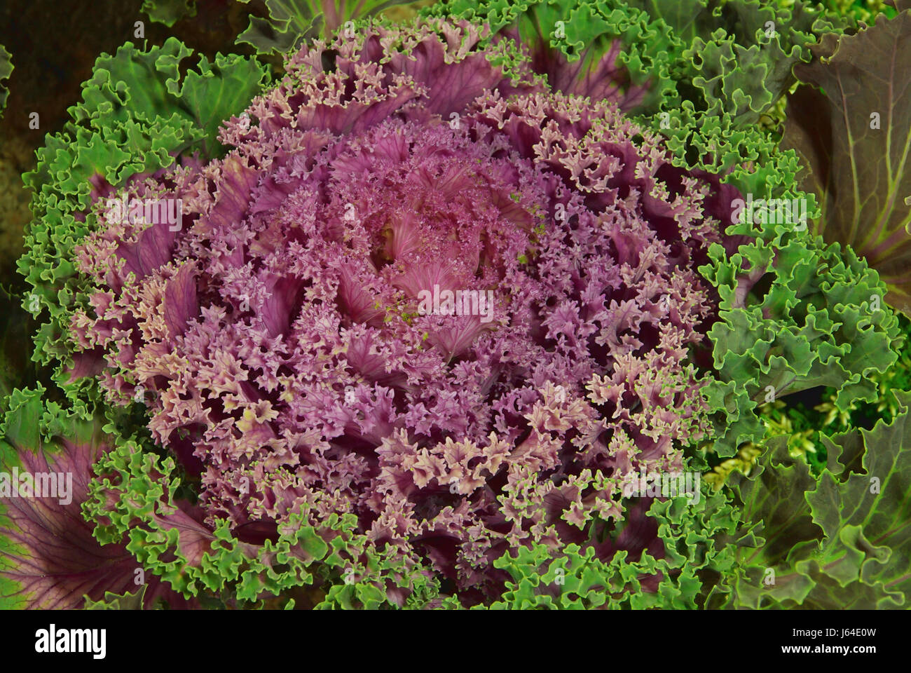 ornamental cabbage - decorative cabbage 01 Stock Photo - Alamy