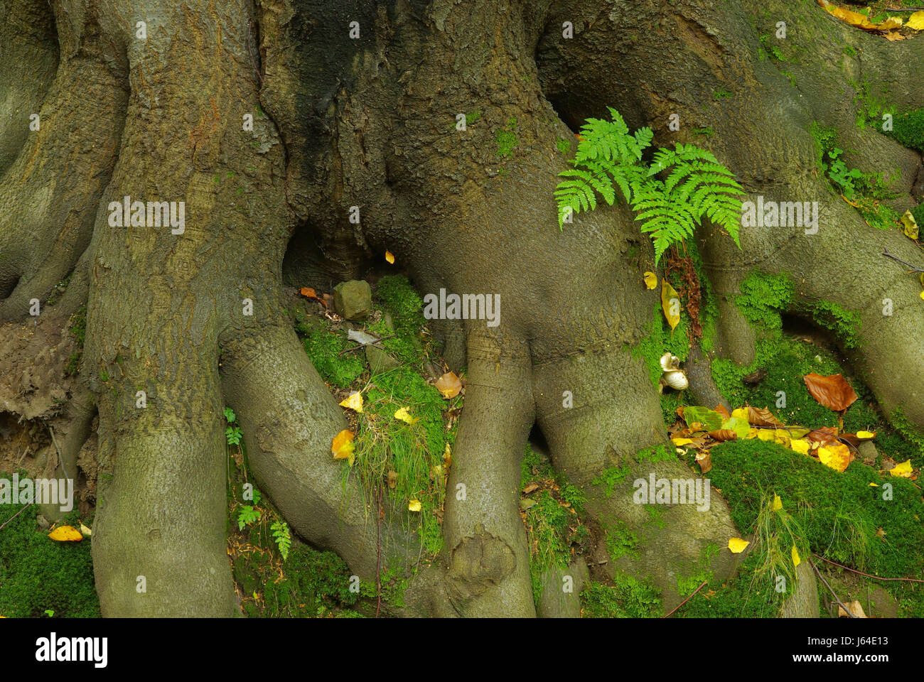 beech root - beech root 02 Stock Photo - Alamy