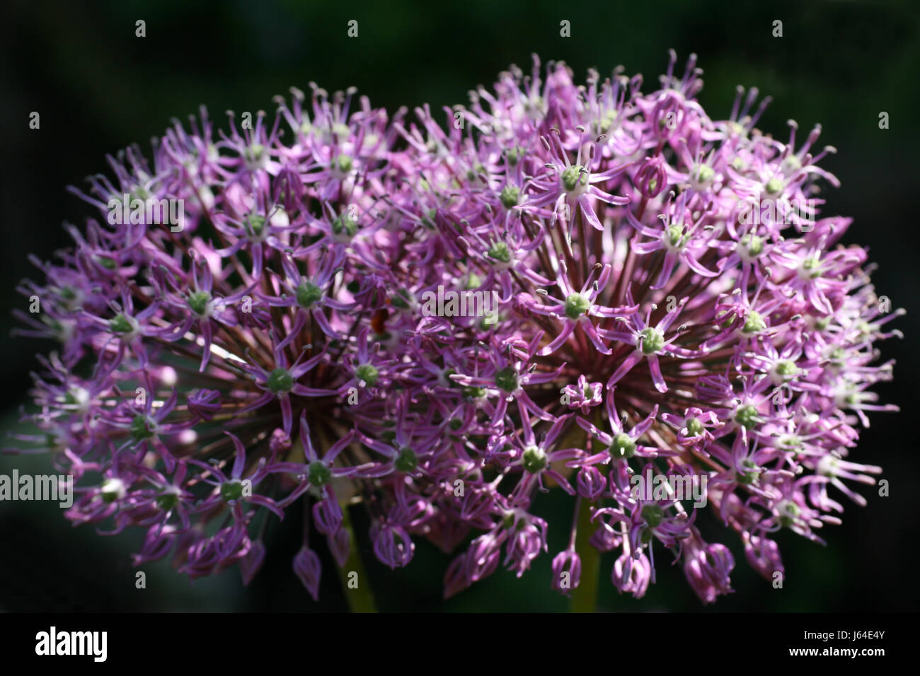 Augenschmaus hi-res stock photography and images - Alamy