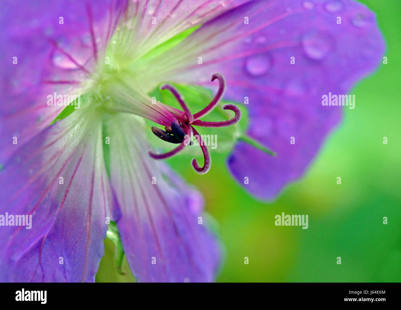 rainy day in october Stock Photo - Alamy