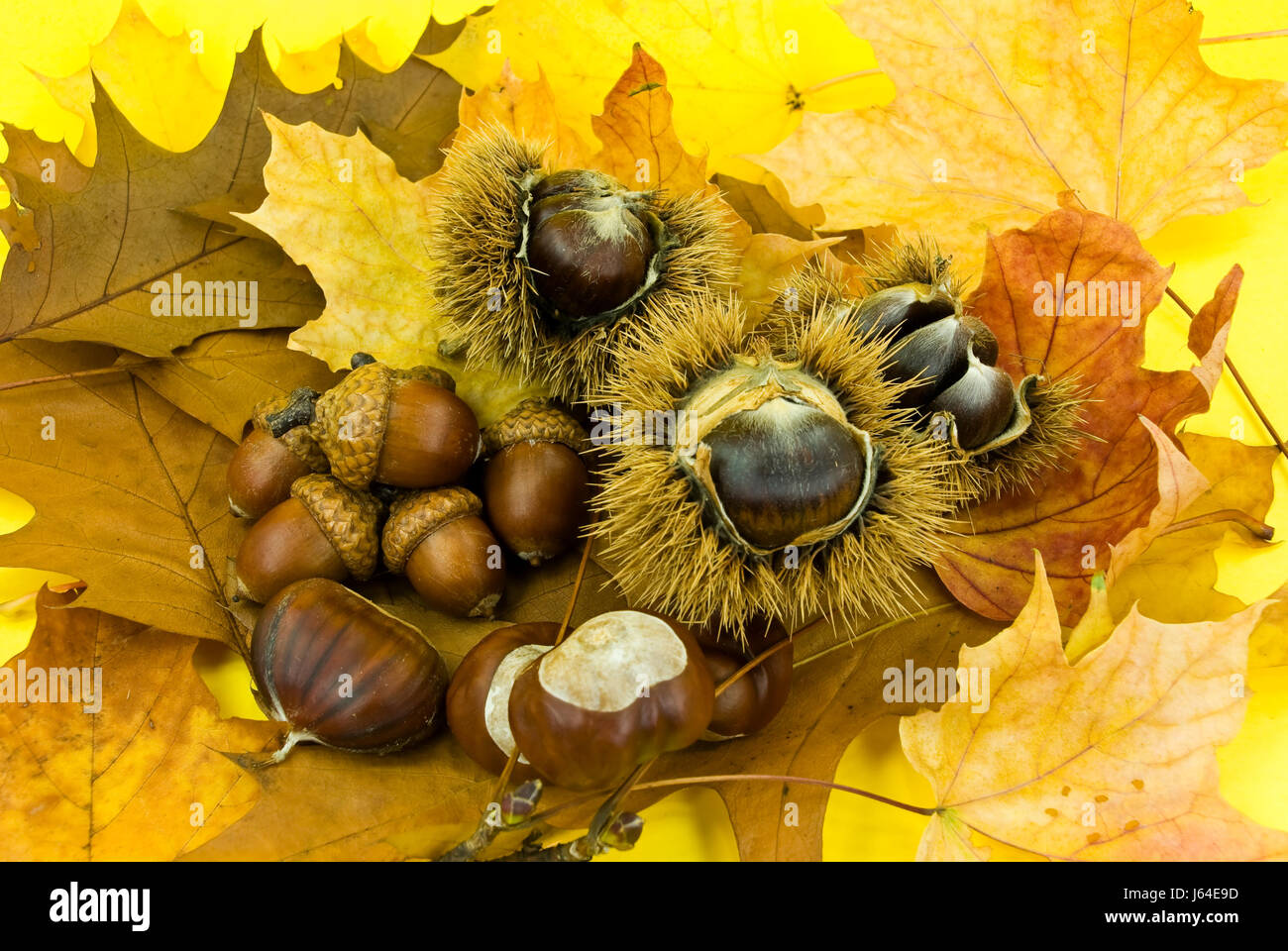 chestnuts and acorns in october Stock Photo - Alamy