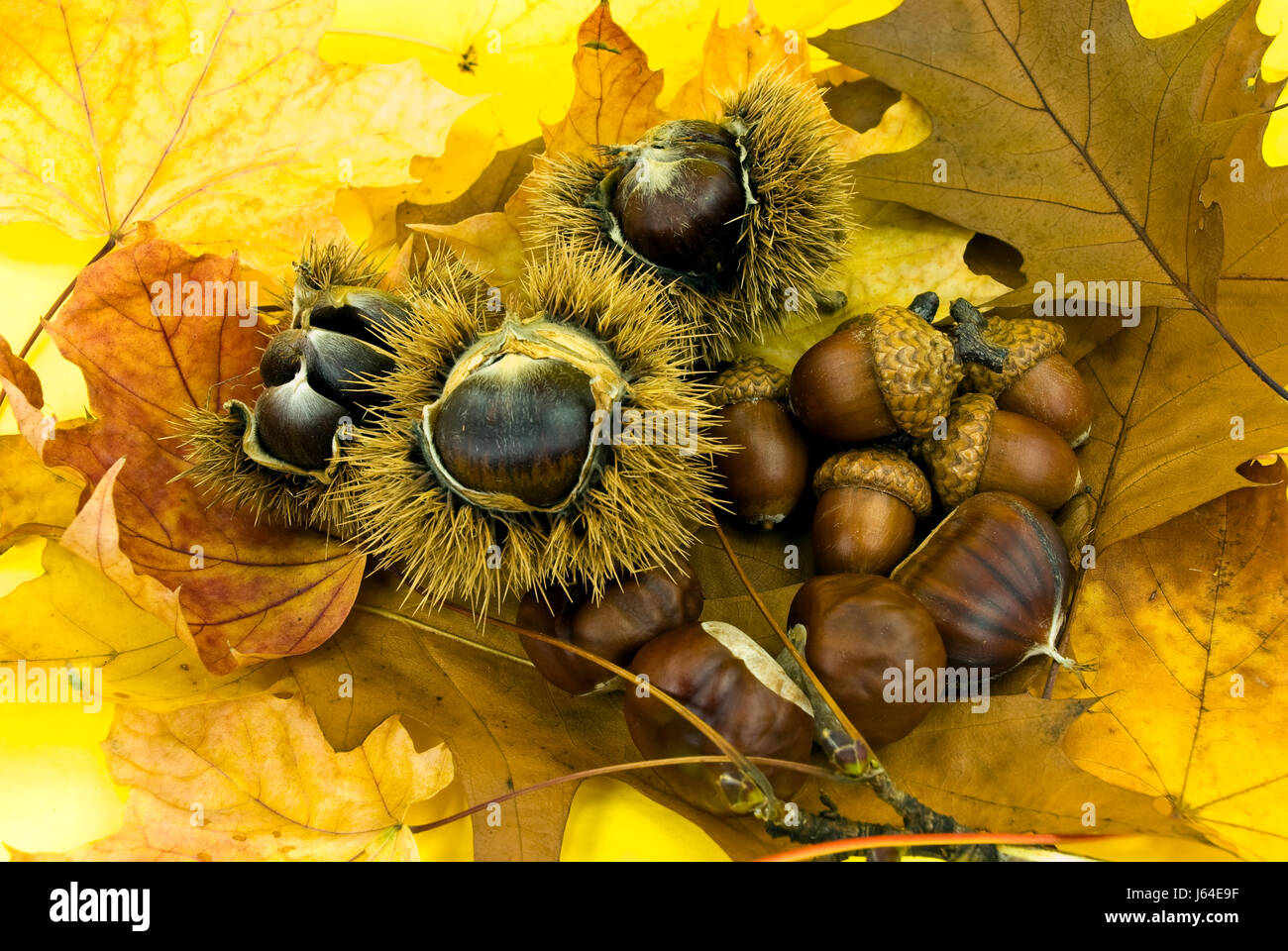 Drop acorns hi-res stock photography and images - Alamy