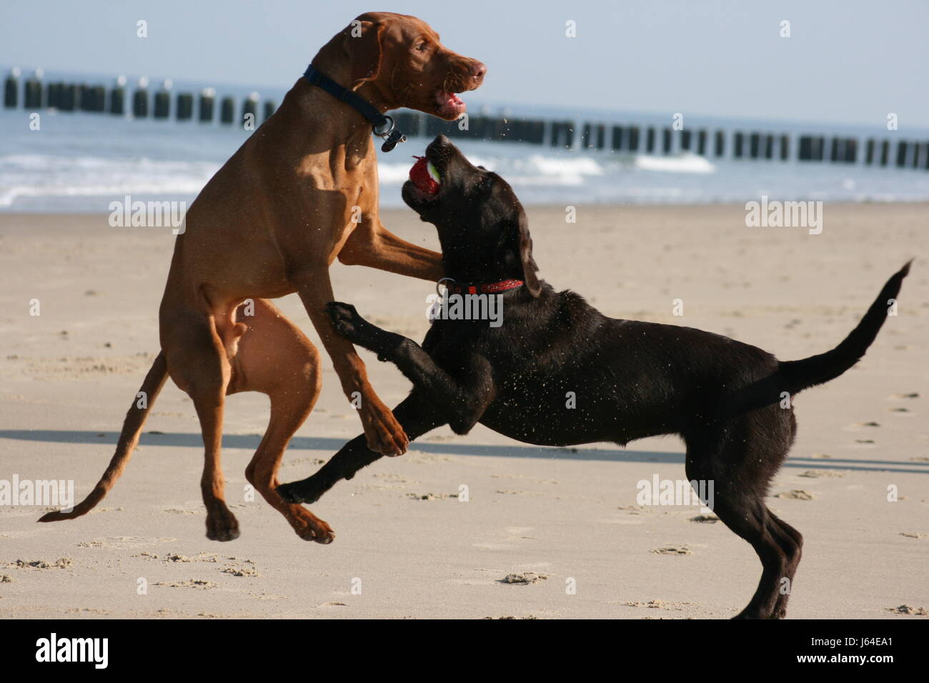 the flying dogs Stock Photo - Alamy