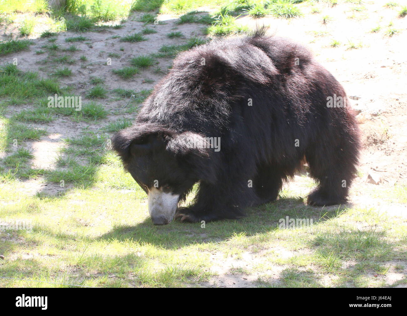 Indian Sloth bear (Melursus ursinus, Ursus ursinus), a.k.a. Asian ...