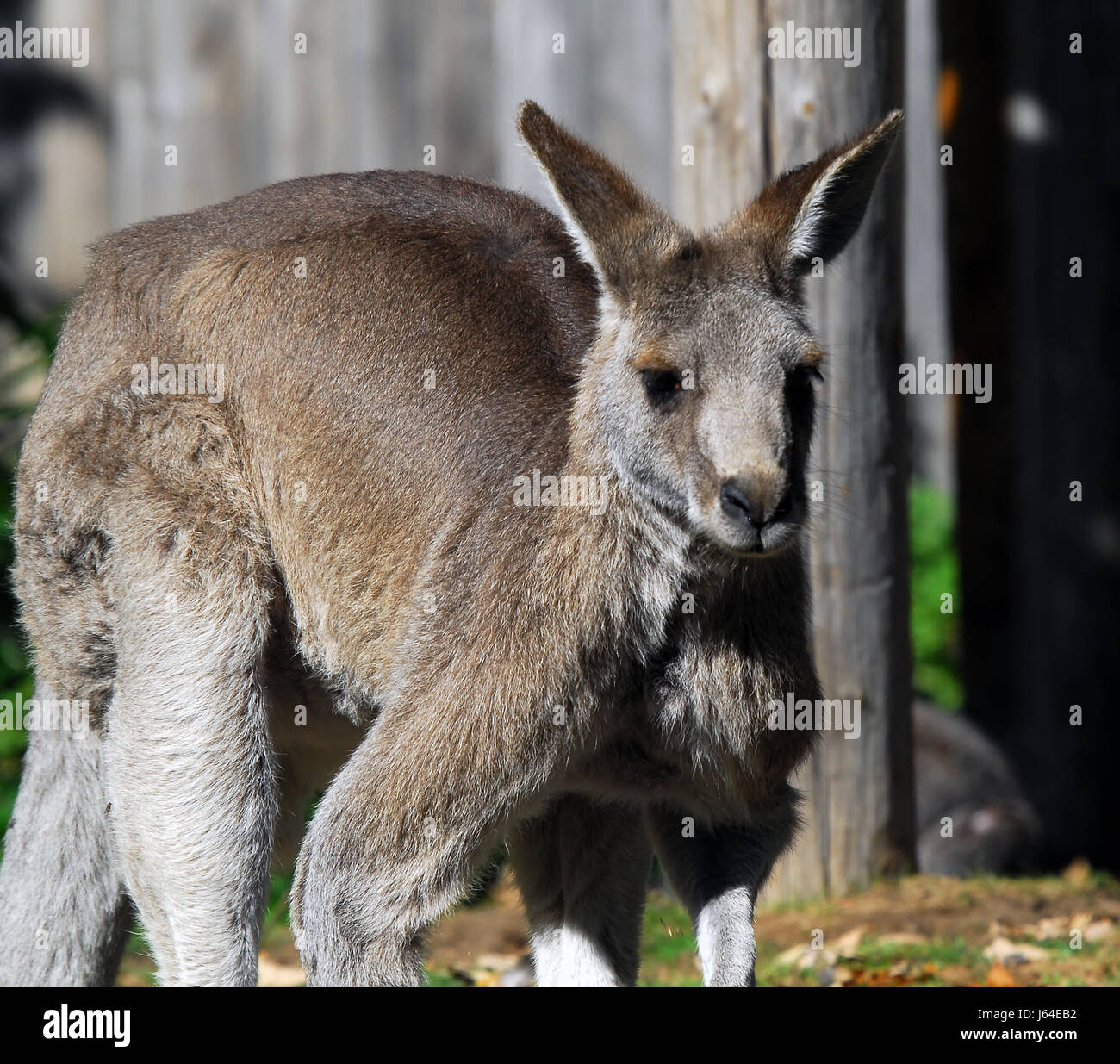 animal fauna fur australia kangaroo ears animal mammal fauna zoo fur ...
