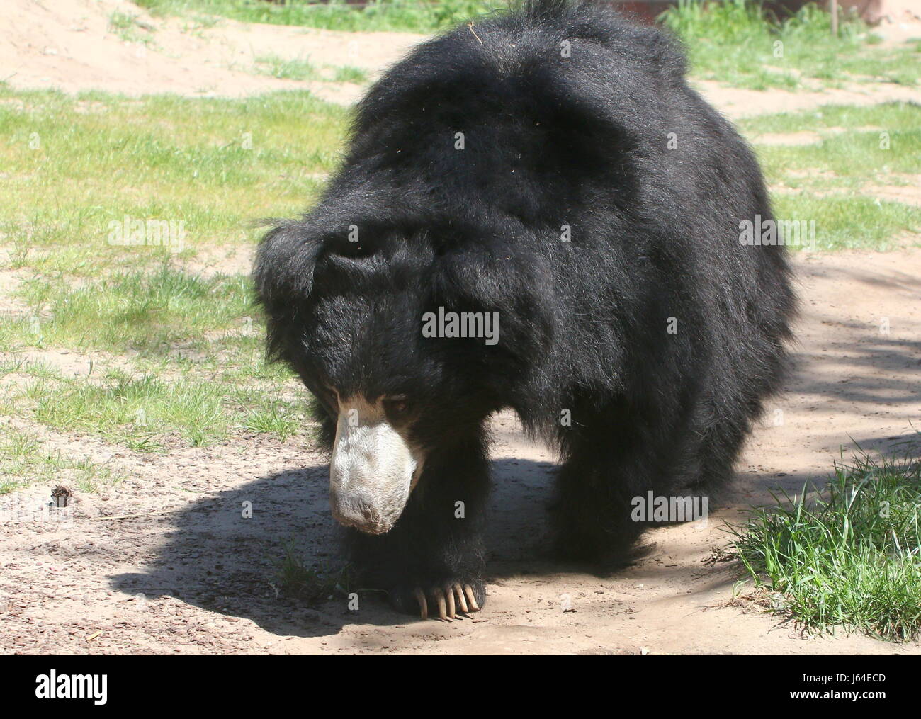Indian Sloth bear (Melursus ursinus, Ursus ursinus), a.k.a. Asian ...