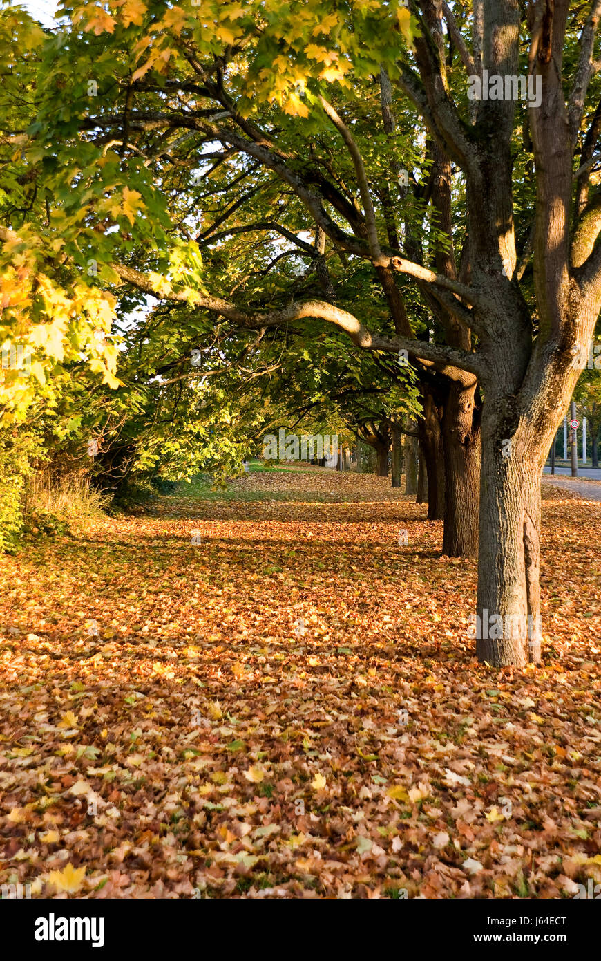 leaf city town tree park path way forest leaves foliage fall autumn ...