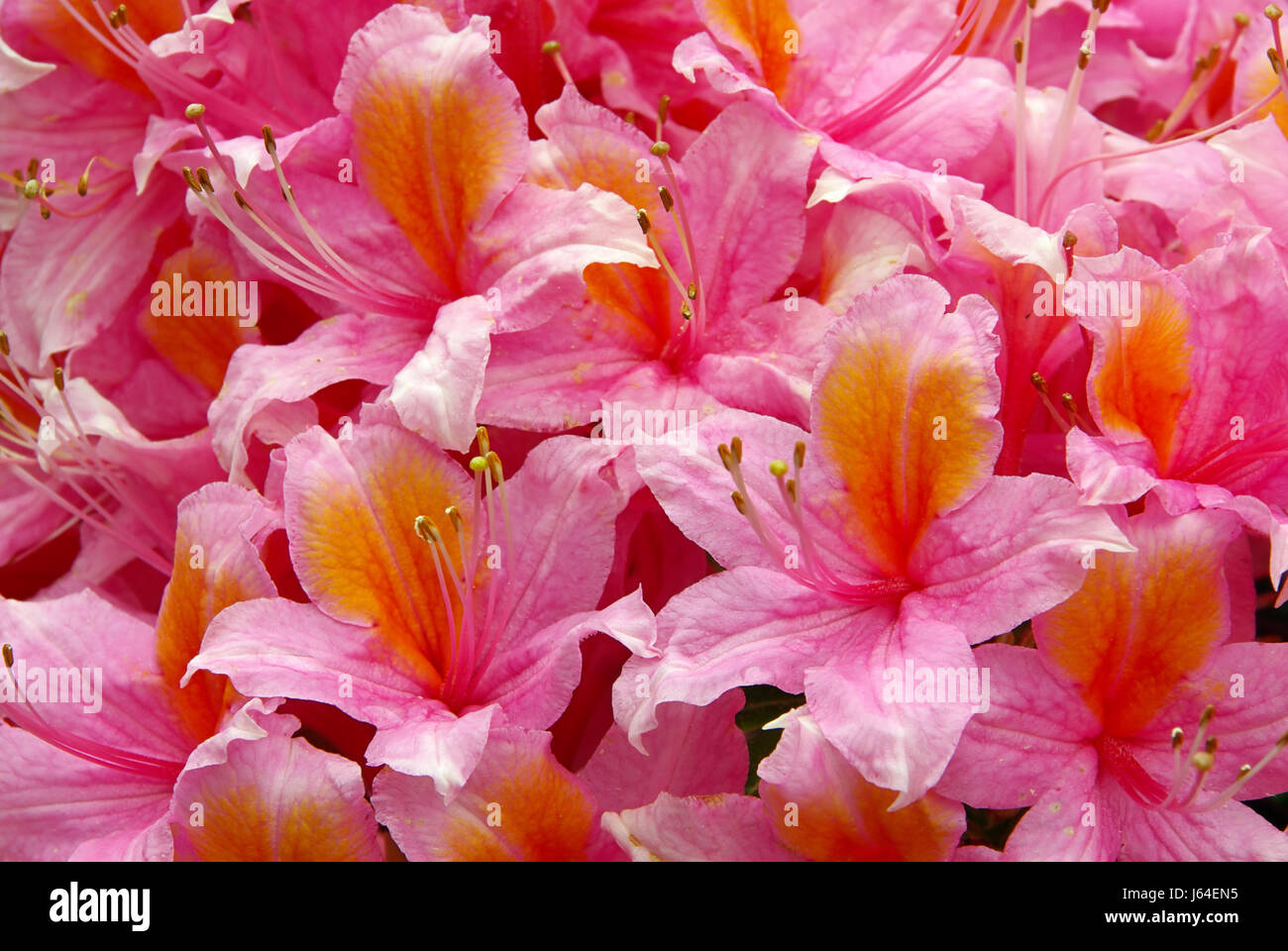 Azalea 05 hi-res stock photography and images - Alamy