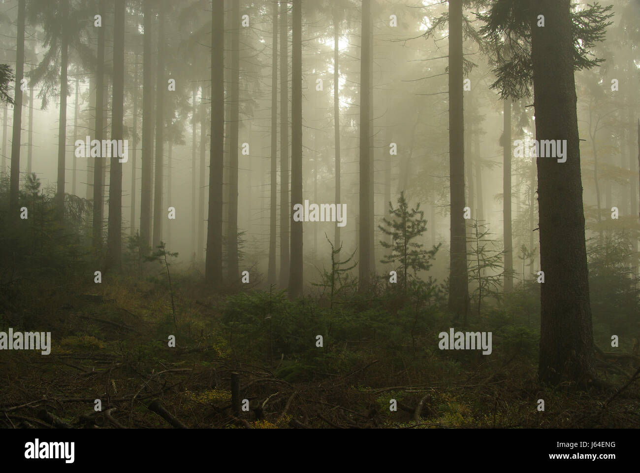tree fog fir forest nature dark tree fog haze fir peaceful sunbeam grey ...