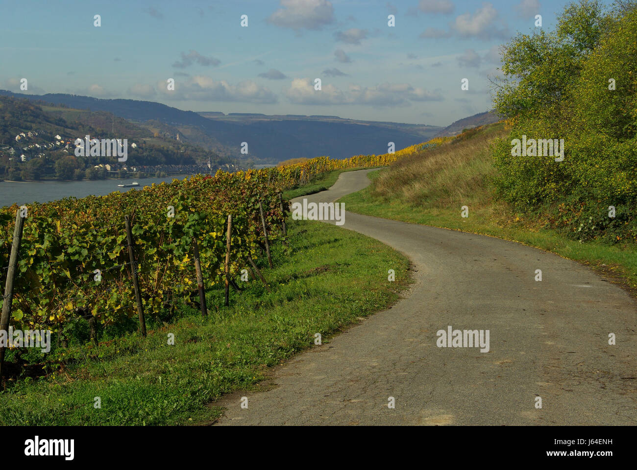 rhine field vineyard vine grape vine grape-vine street road rhineland ...