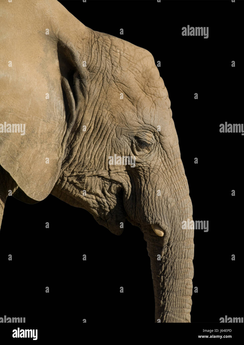 big large enormous extreme powerful imposing immense relevant mammal ...
