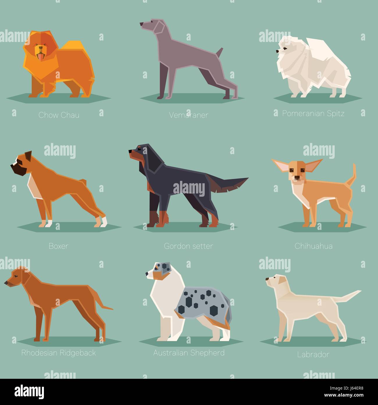 Puppy chihuahua spitz dog Stock Vector Images - Alamy