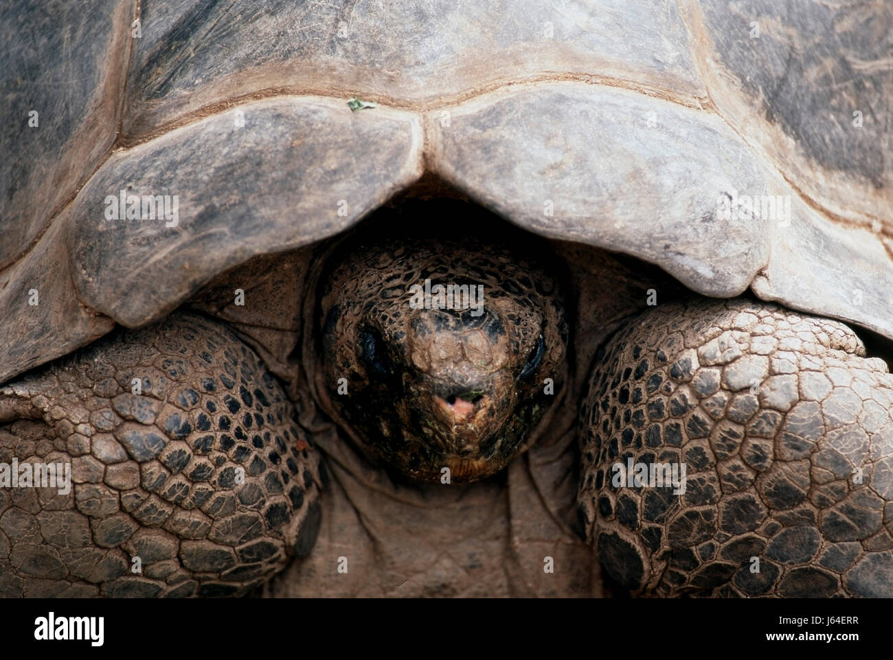 giant turtle tortoise close legs big large enormous extreme powerful ...