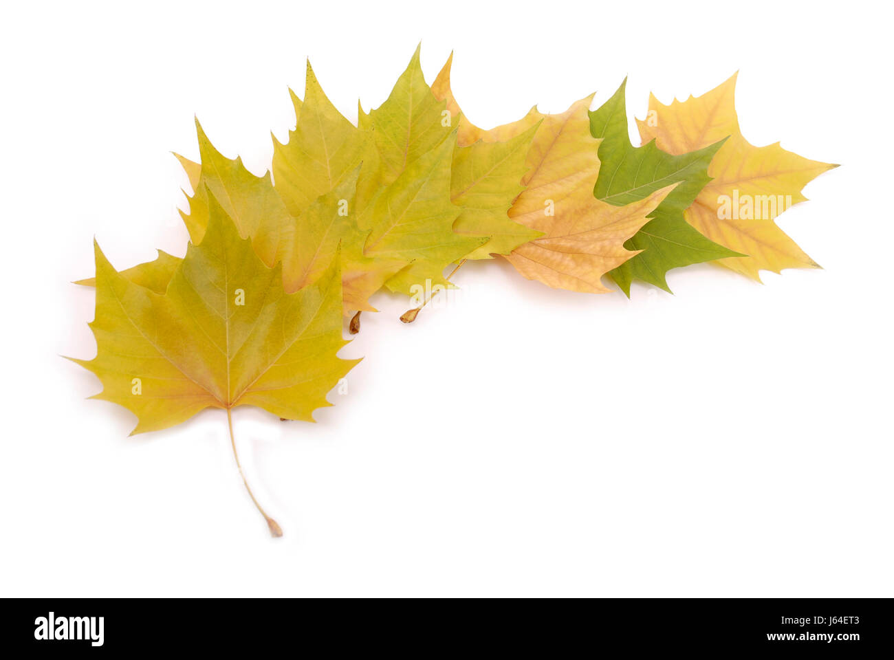 Shapes of foliage Cut Out Stock Images & Pictures - Alamy