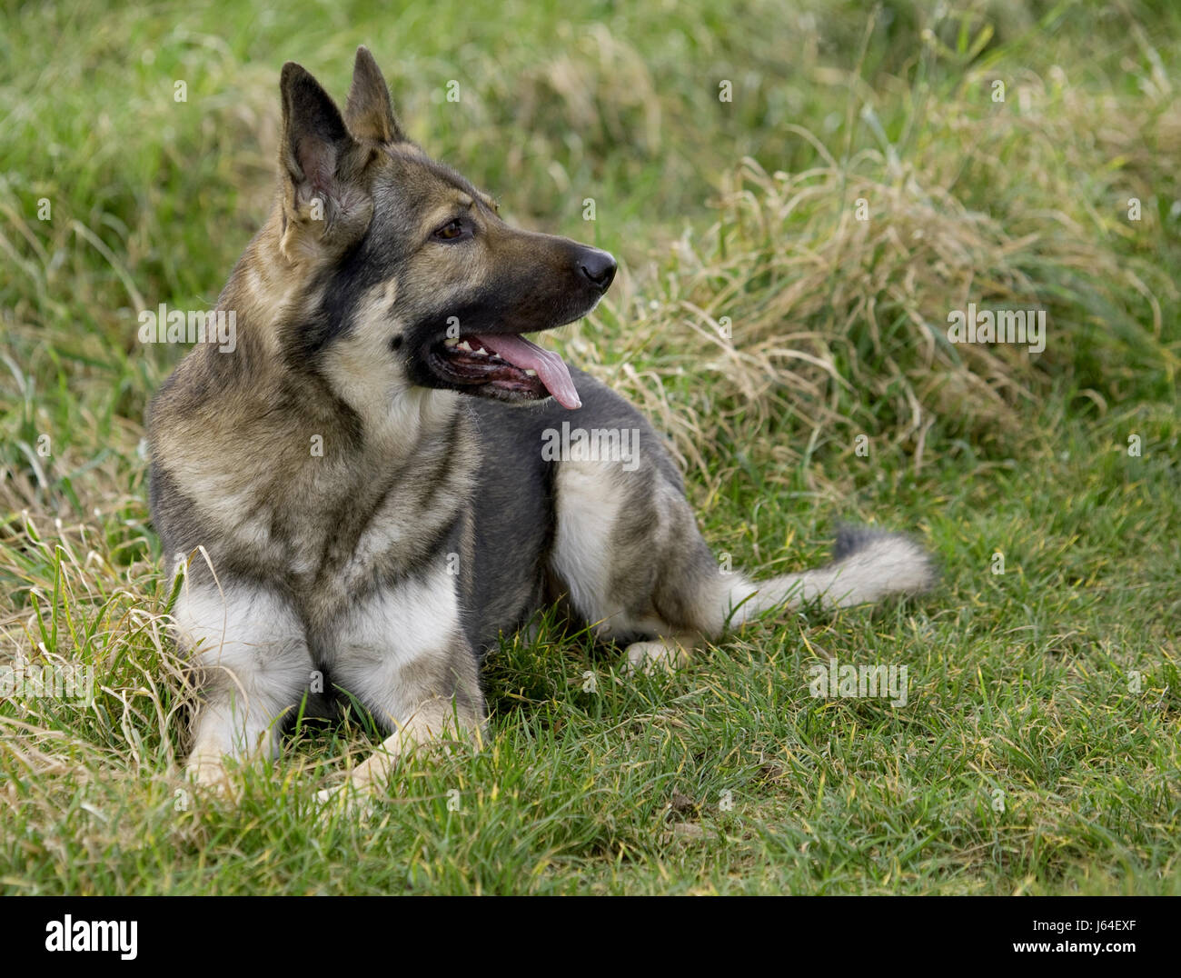 dog german sheperd german sheperd dog game tournament play playing ...