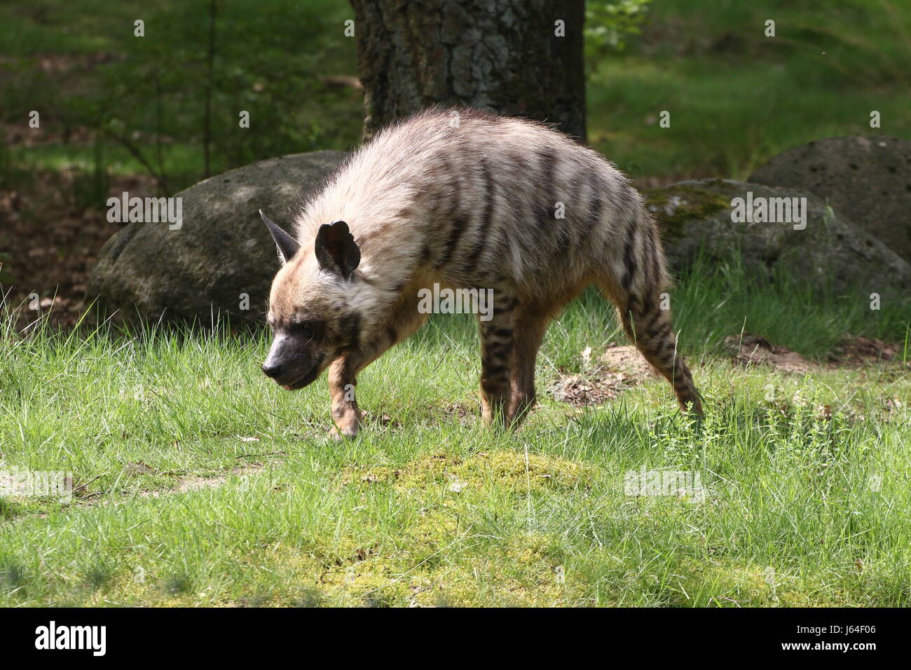 Indian striped hyena hi-res stock photography and images - Alamy