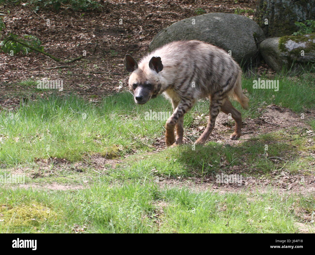 Indian hyena hi-res stock photography and images - Alamy