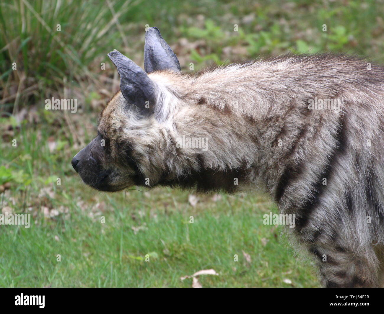 Indian hyena hi-res stock photography and images - Alamy