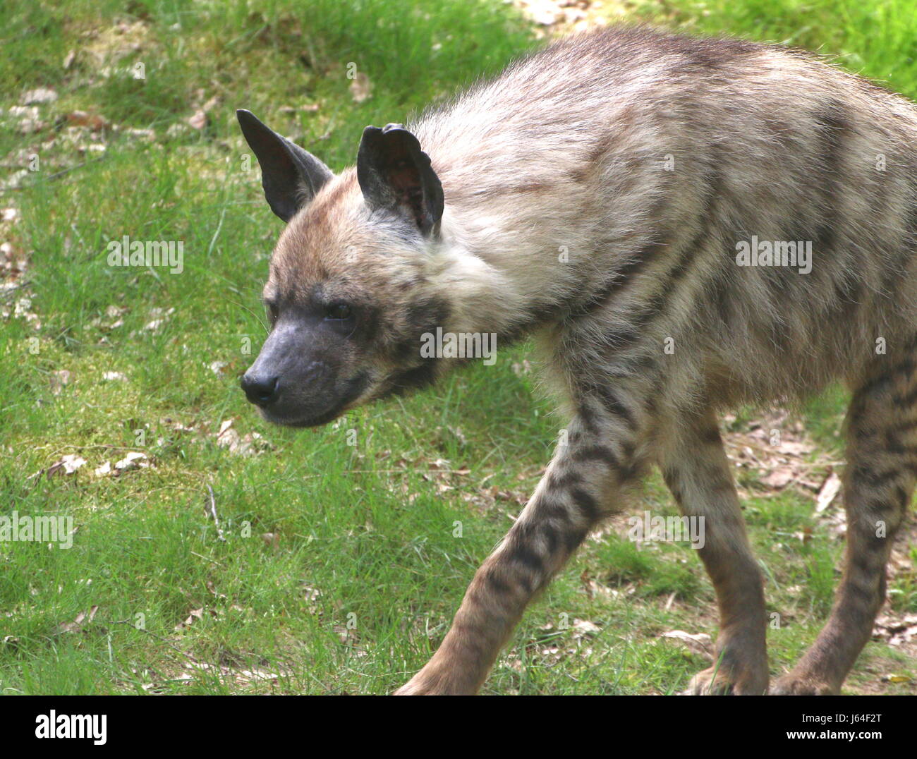 Male Striped hyena (Hyaena hyaena), found from North Africa to the ...
