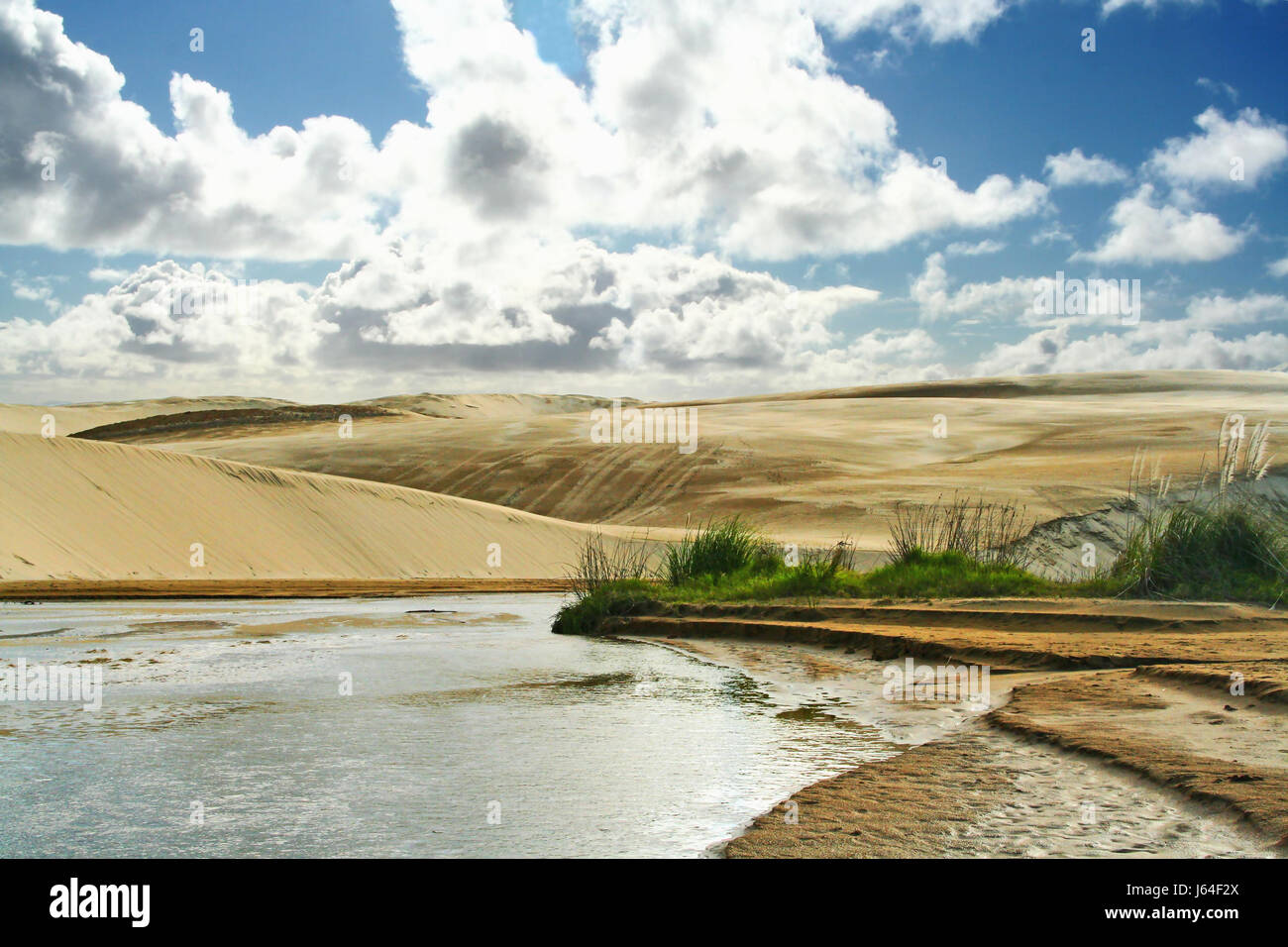 desert wasteland beach seaside the beach seashore reed oasis new ...