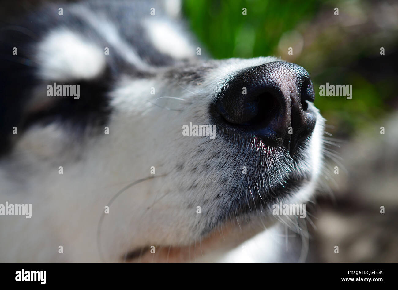 Siberian Husky Dog Snout - Close up view in sunlight with closed eyes ...
