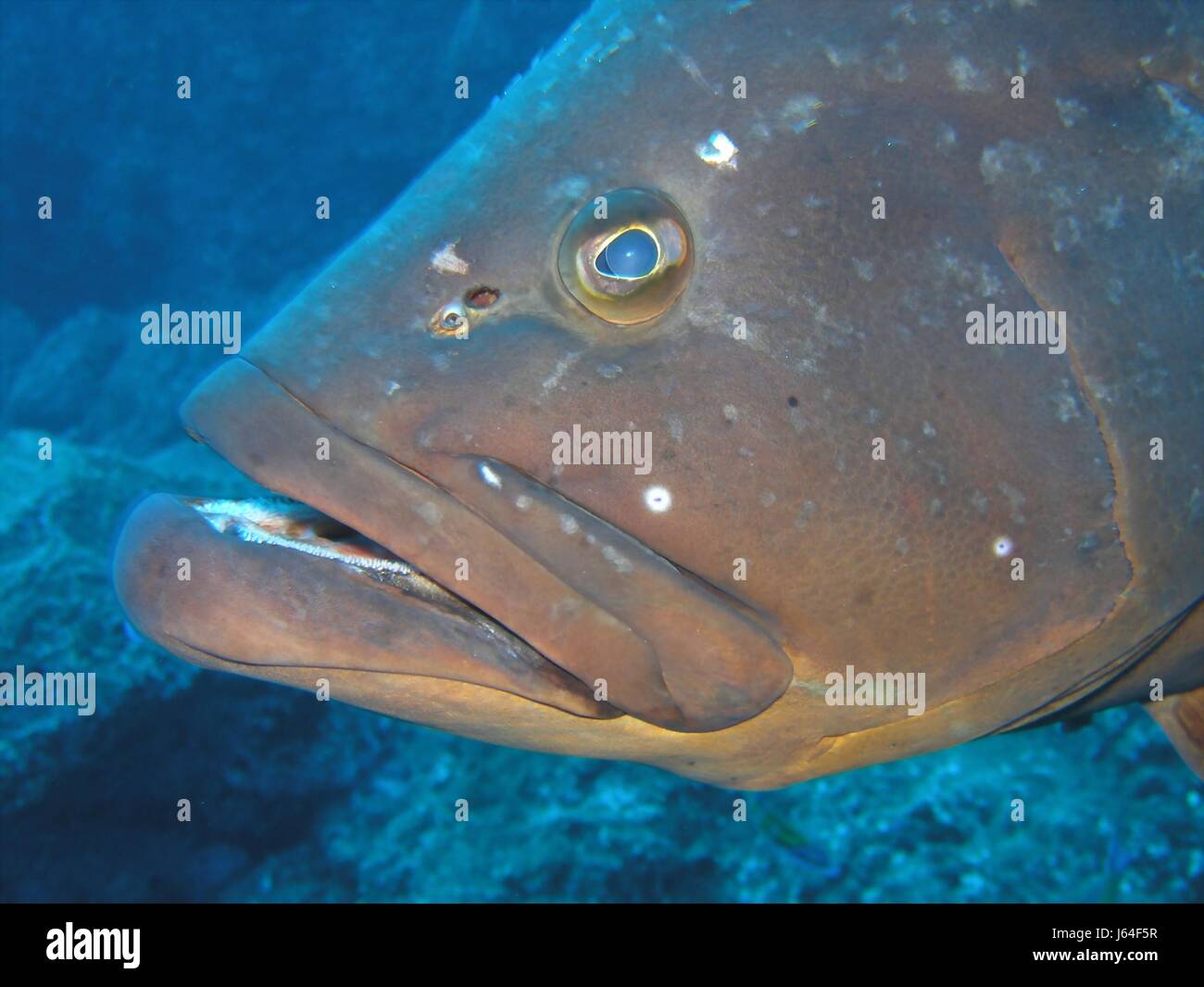 Zacki hi-res stock photography and images - Alamy