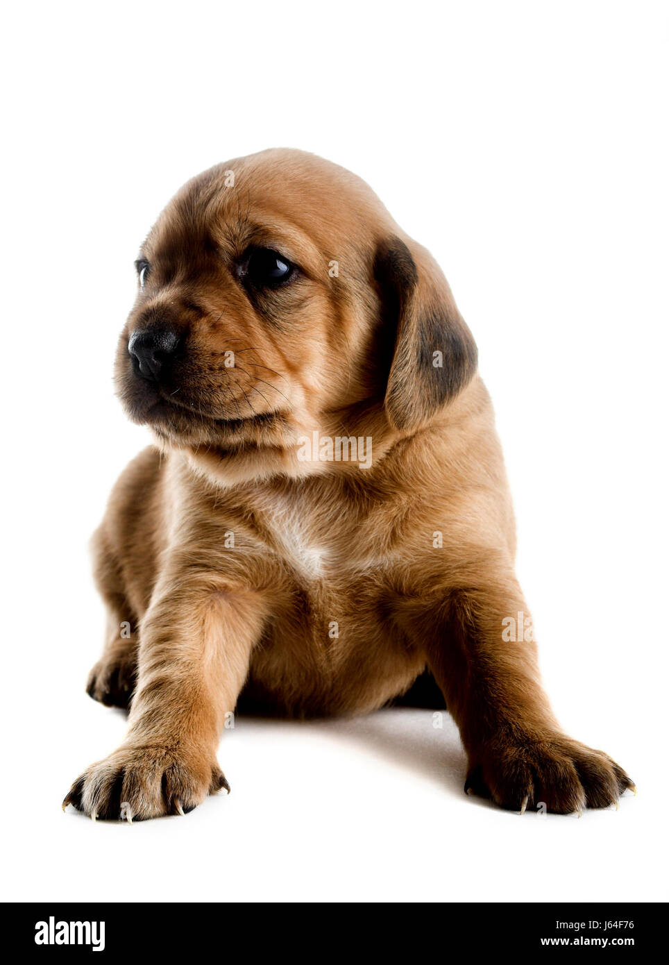animal pets look glancing see view looking peeking looking at dog puppy ...