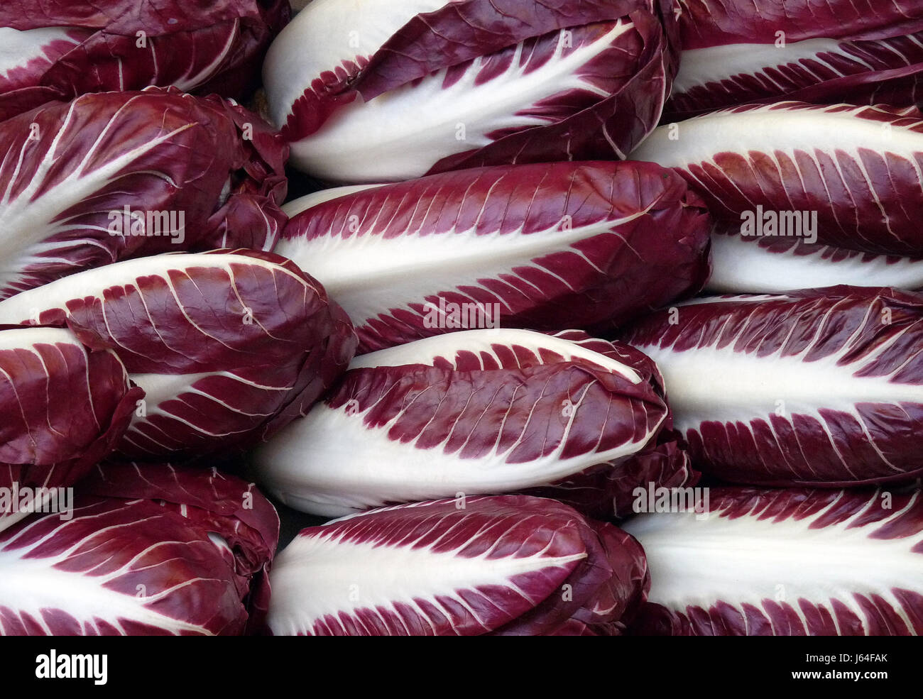 eco purple vegetable spotted chicory red salad eco purple vegetable ...