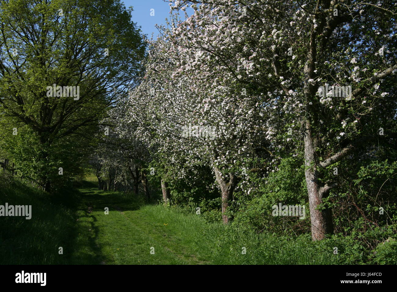 bloom blossom flourish flourishing spring May tree trees bloom blossom ...