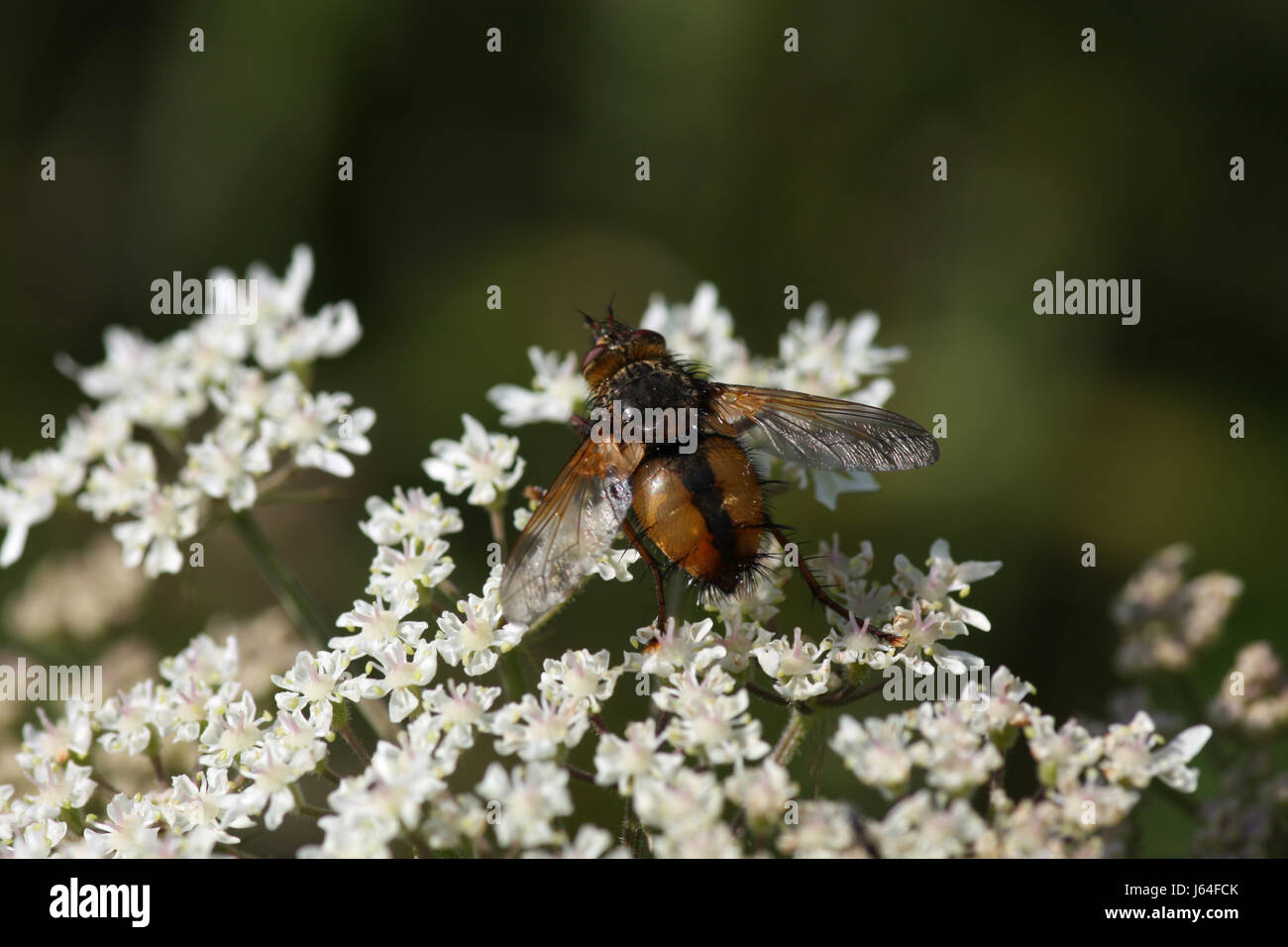 insect fly detail animal insect flower plant bloom blossom flourish ...