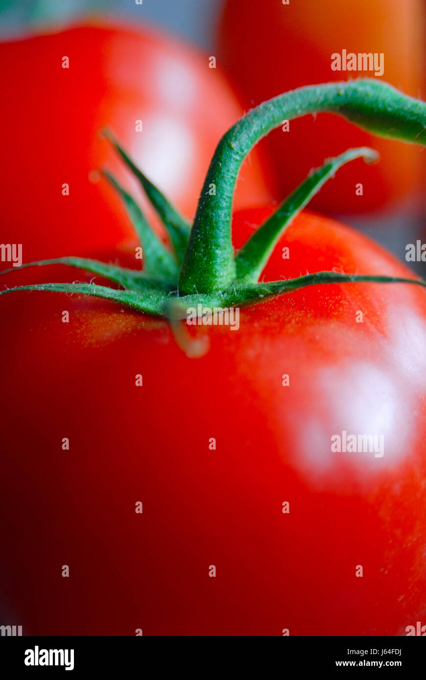 fruit vegetable tomatoes tomatos tomato red healthy green fruit ...