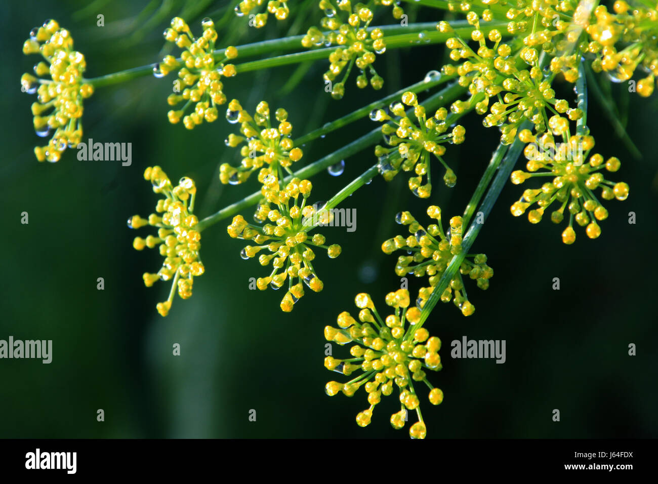 fennel drop drip drops seeping sopping drips macro close-up macro ...
