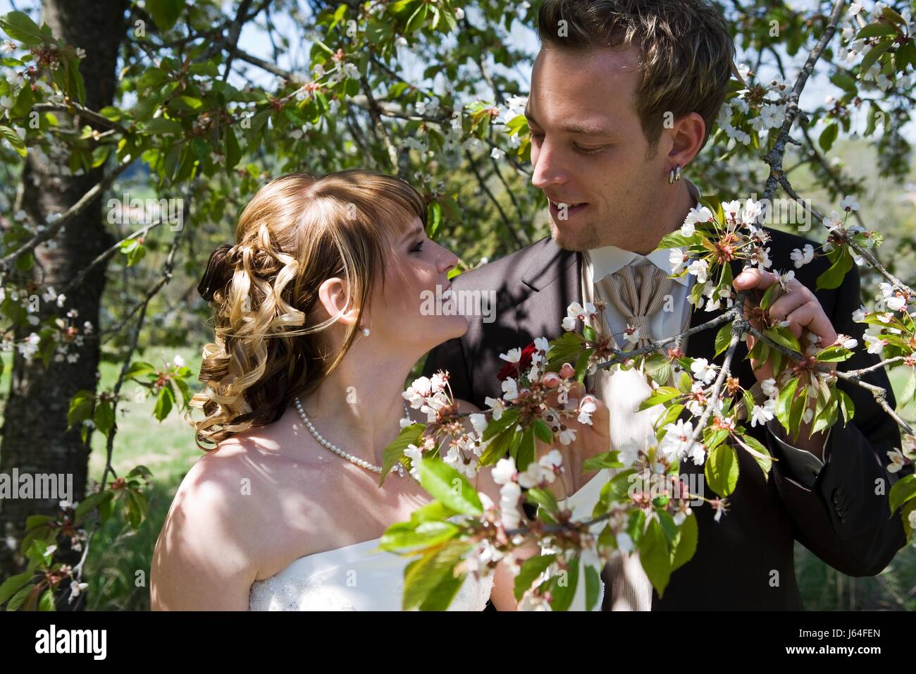 romanticism cherry blossom cherry tree couple pair partner bridegroom ...