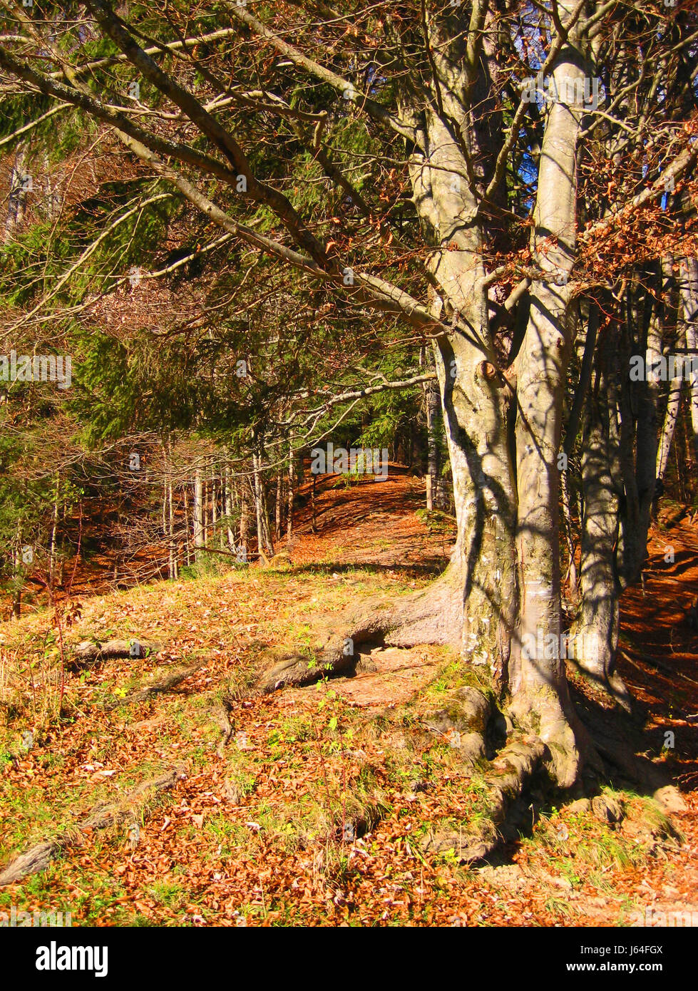 tree leaves beech forest beech path way forest foliage tree leaves ...
