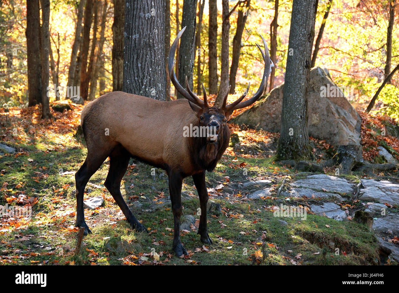 animal bull wildlife elk beast forest fall autumn tree park animal ...