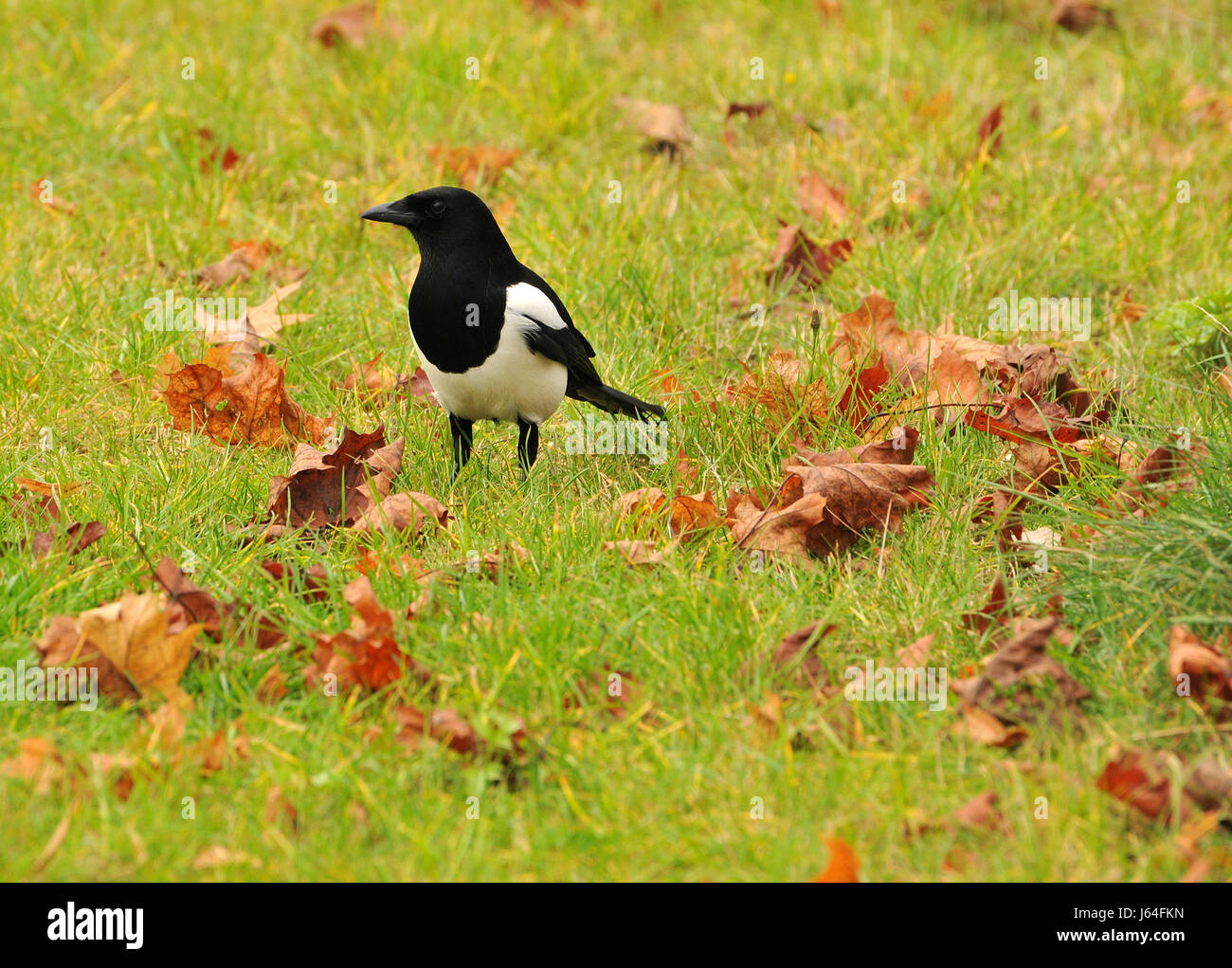 bird birds magpie feathering meadow lawn green bird birds feathers ...