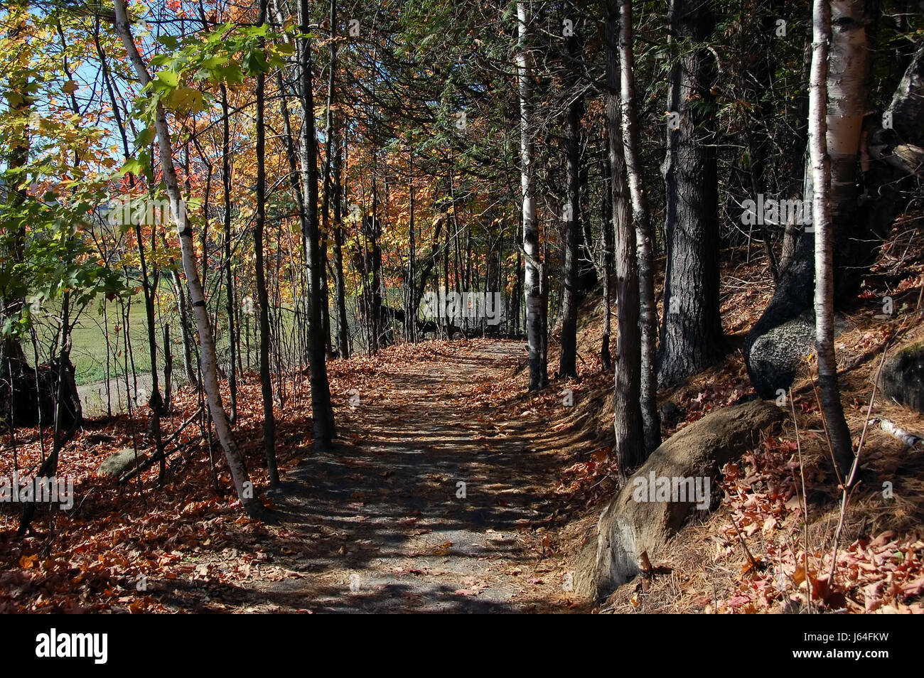 branch path way forest leaves foliage fall autumn leaf tree trees park ...