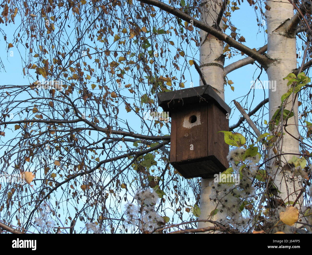 nesting box for birds in a birch Stock Photo - Alamy