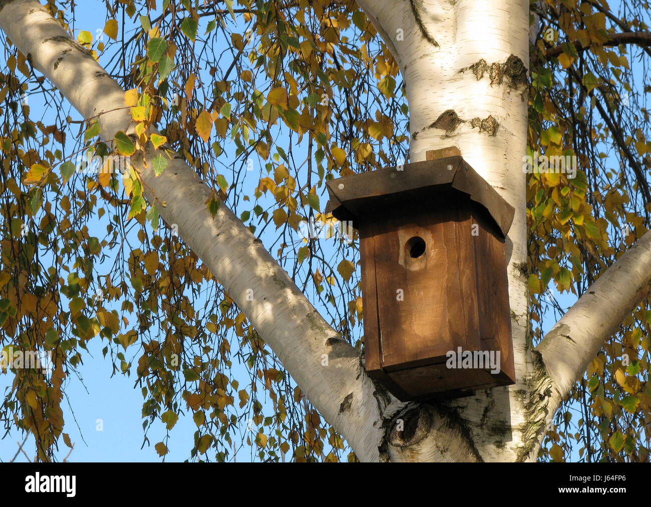 tree bird birds birch aviary incubator tree bird birds brood offspring ...