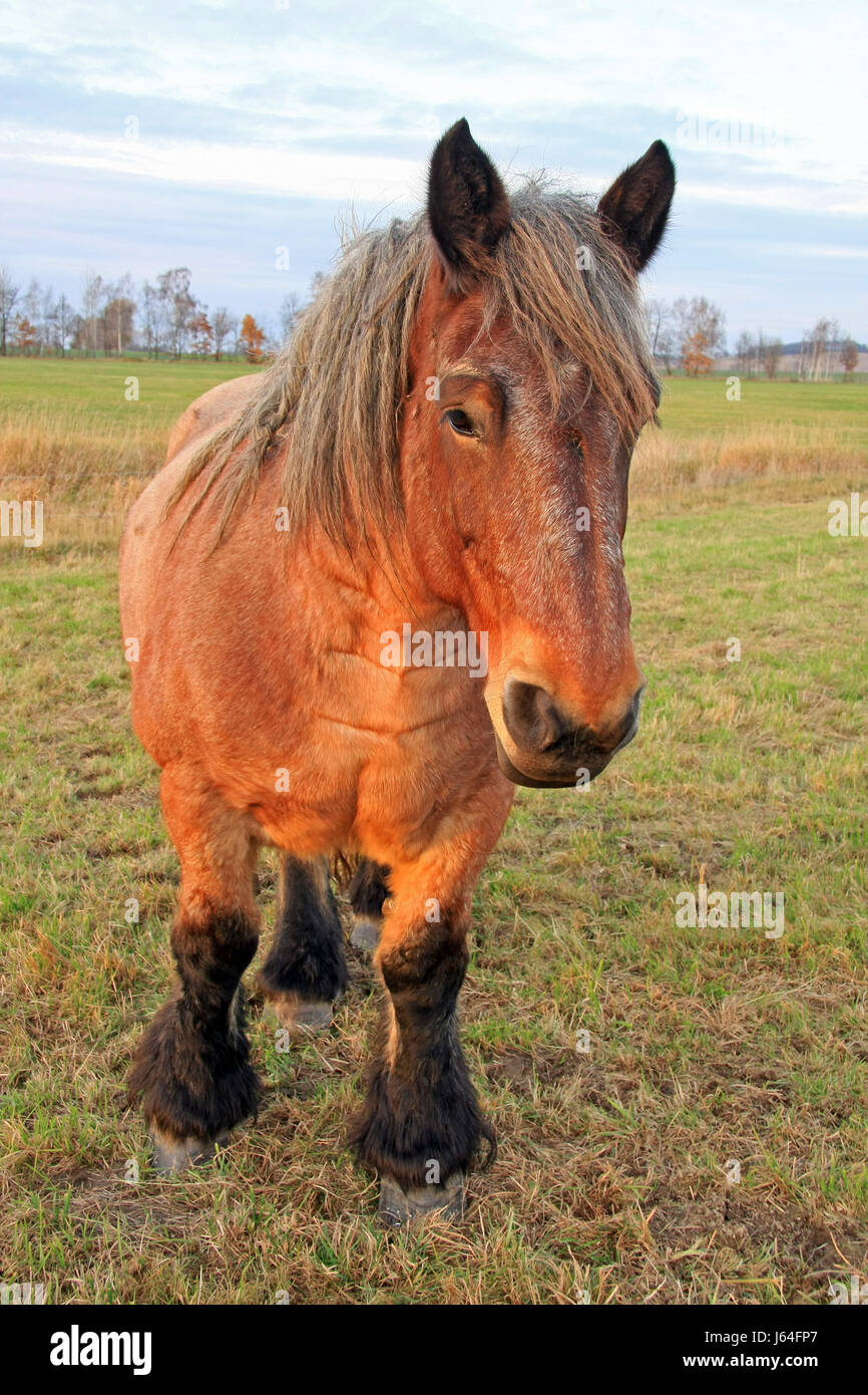 horse animal strong portrait stallion haflinger horse cold blooded ...