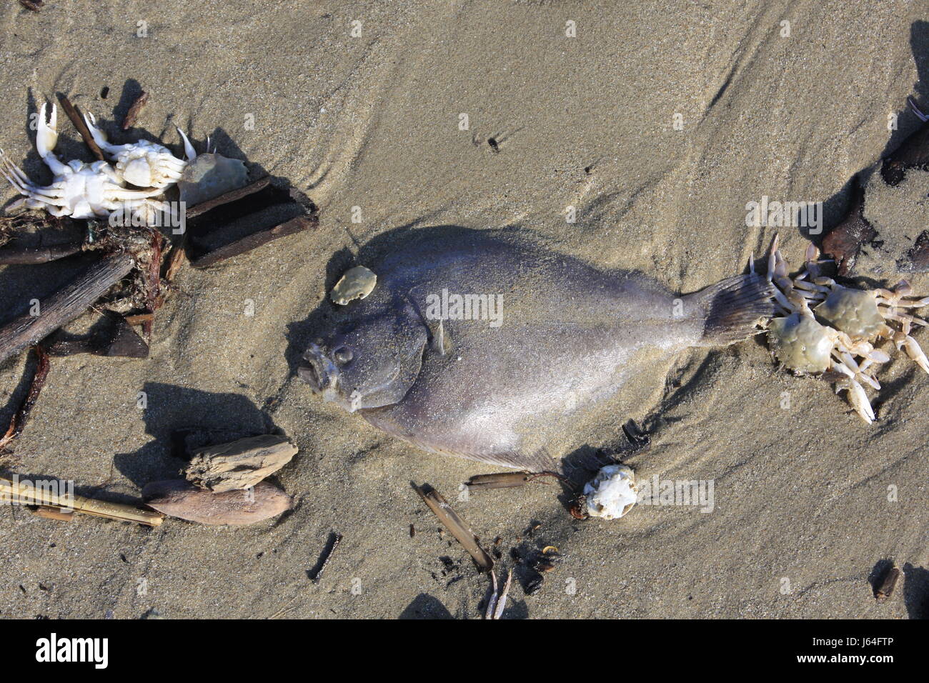 fish beach seaside the beach seashore wreck flat flounder salt water ...
