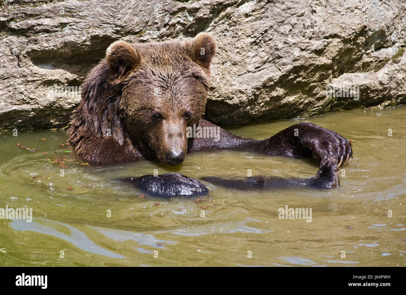 bear brown brownish brunette wet fresh water lake inland water water ...