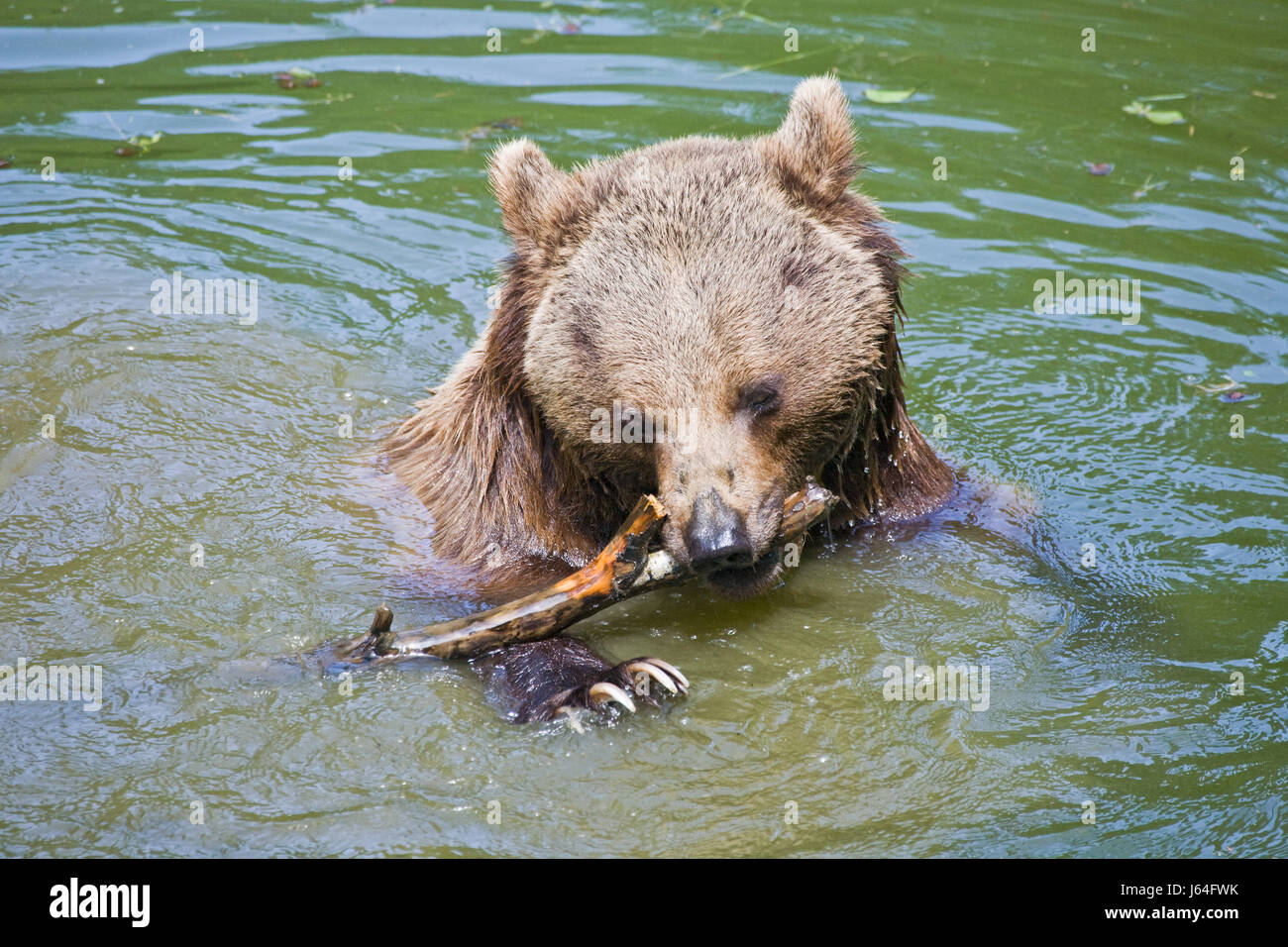 Teddy swims hi-res stock photography and images - Alamy