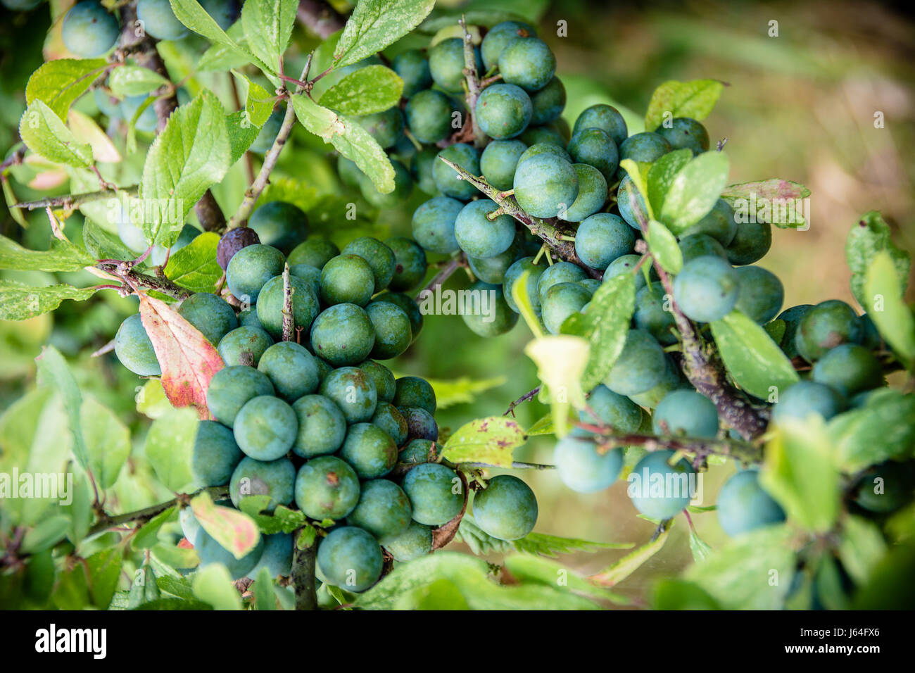Sloe berry hi-res stock photography and images - Alamy