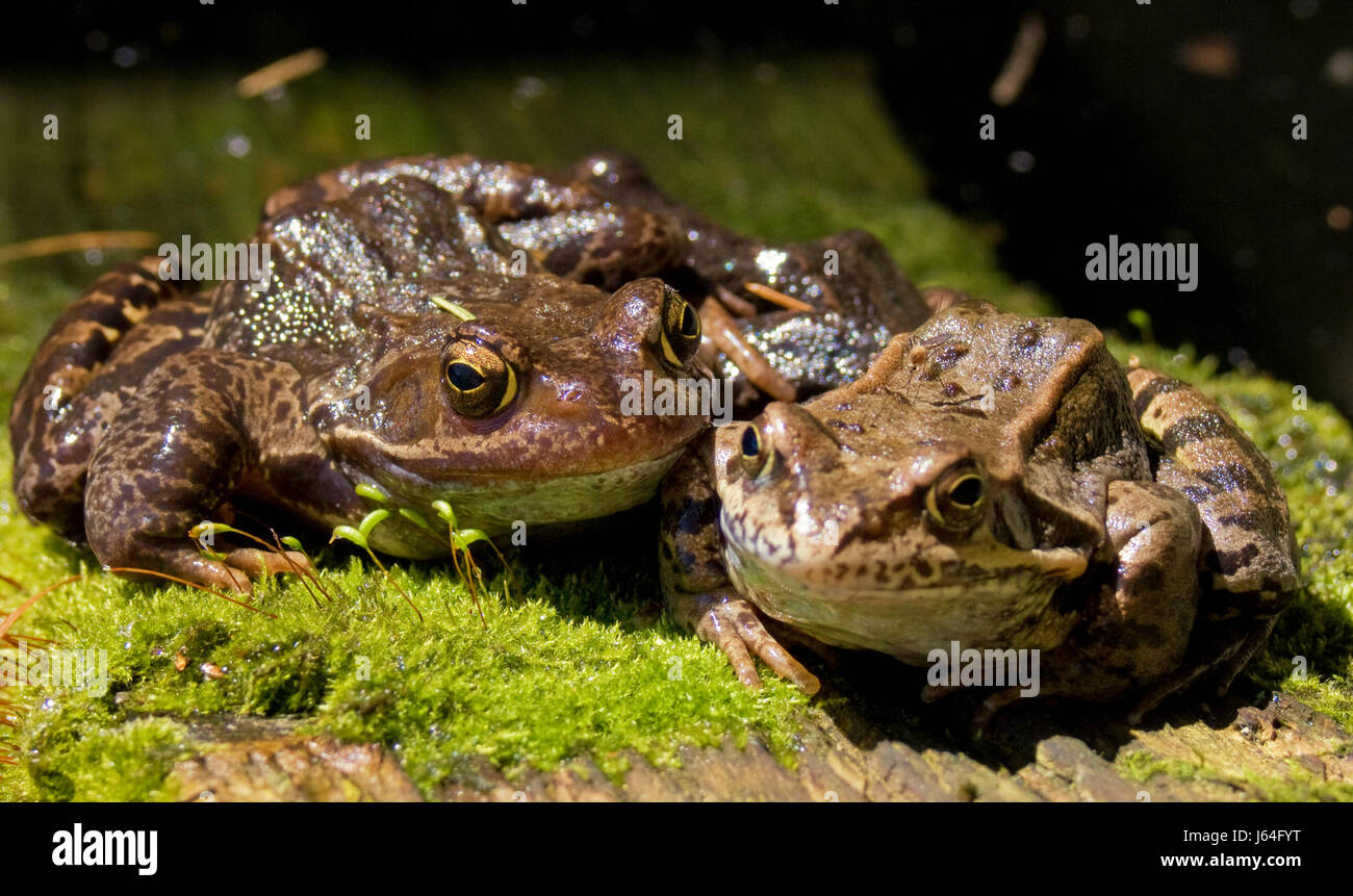 wood amphibians frog moss fresh water pond water gnat frogs bank shore ...