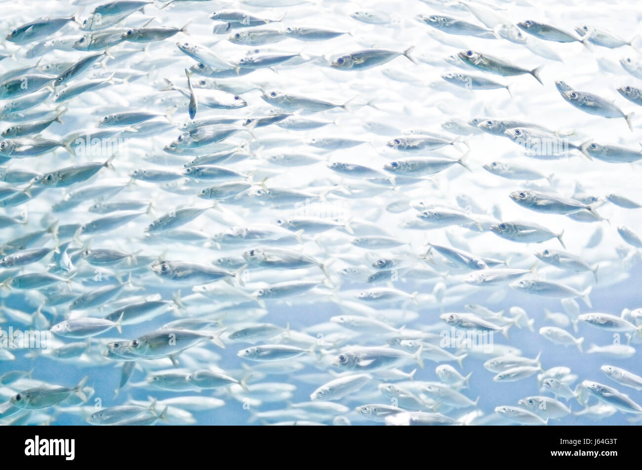 fish mass fishes sardine group salt water sea ocean water amount lot ...