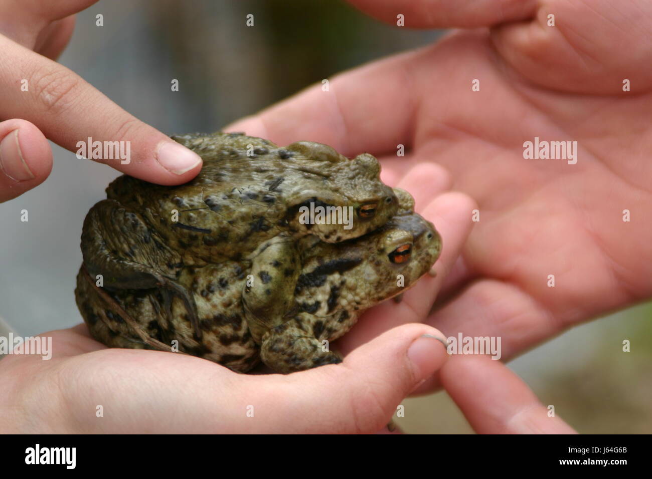 Children pond frogs hi-res stock photography and images - Alamy