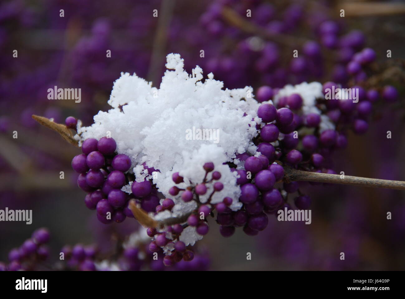 purple shrub berries snow chinese plant winter flora botany bushes ...