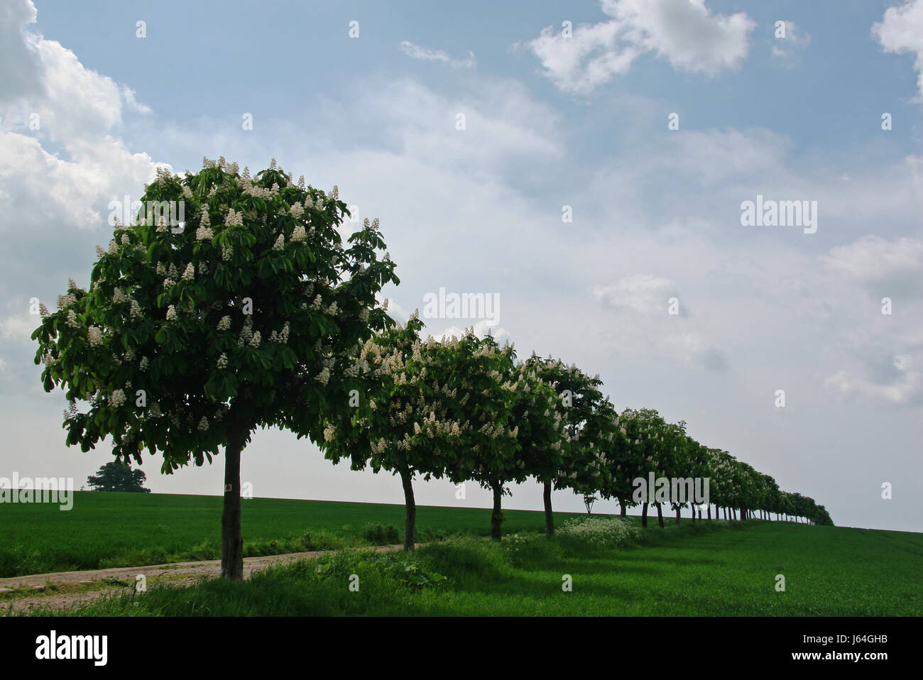 tree trees bloom blossom flourish flourishing spring a row of trees ...